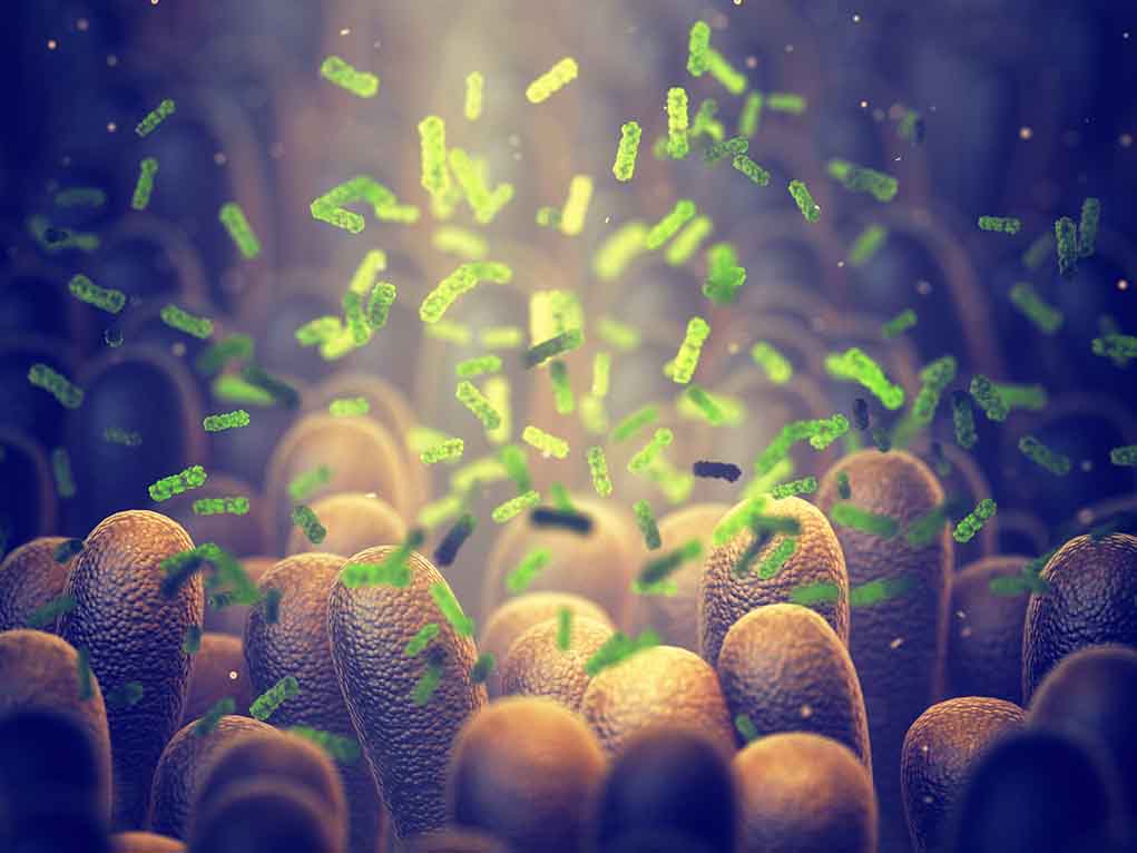 How Dietary Proteins Alter Gut Microbiome and Influence Health | US ...